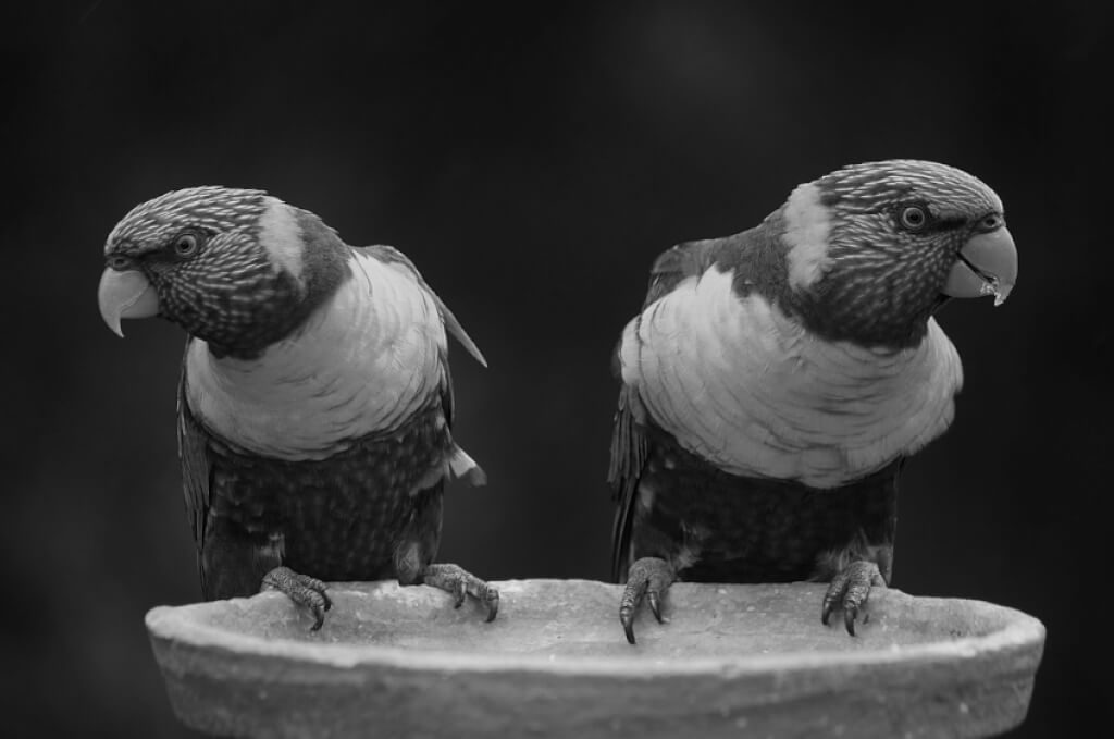 How To Make An Image Black And White In GIMP